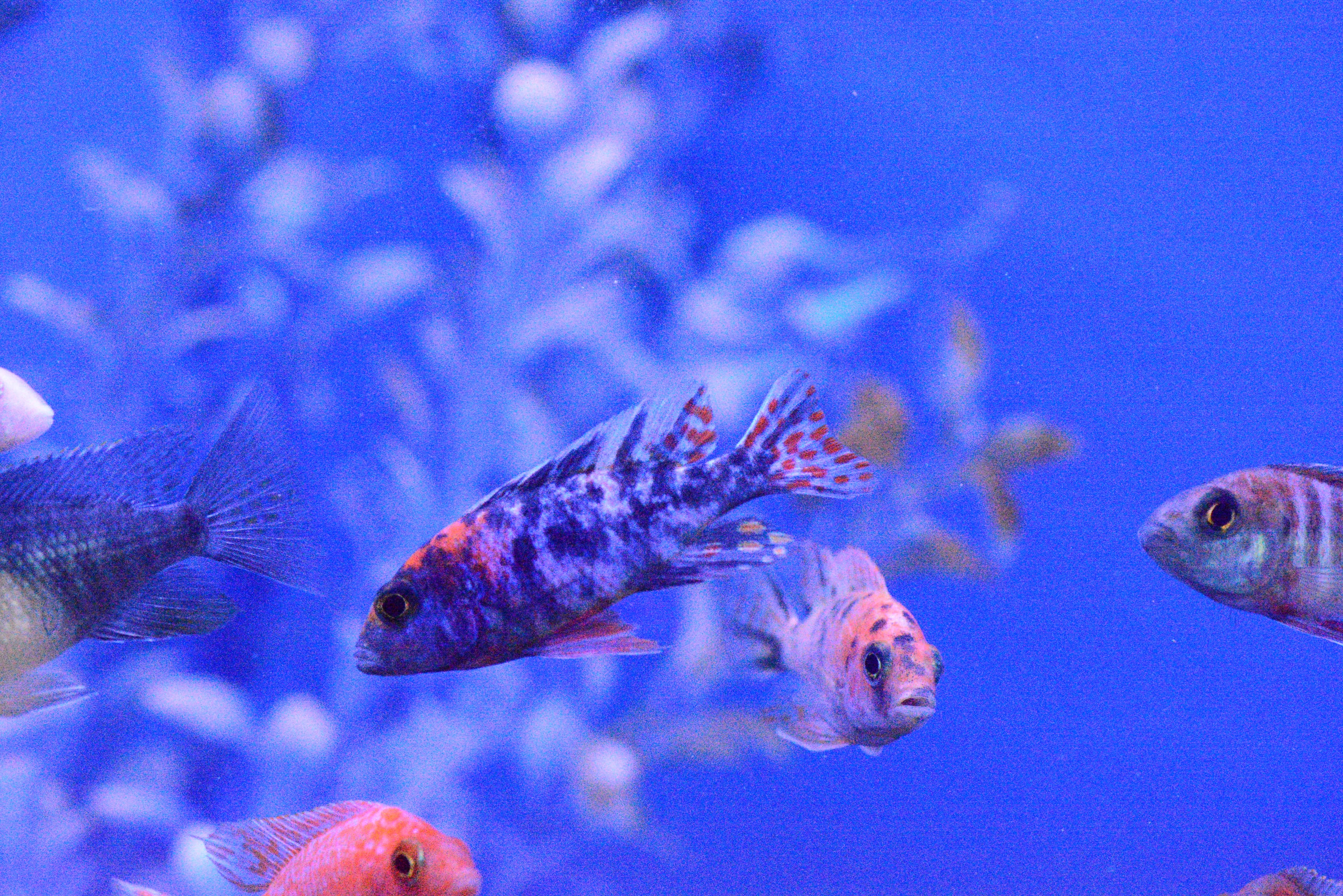 Freshwater Fish – Aquatic Cove