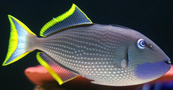 Blue Jaw Trigger Male – Aquatic Cove