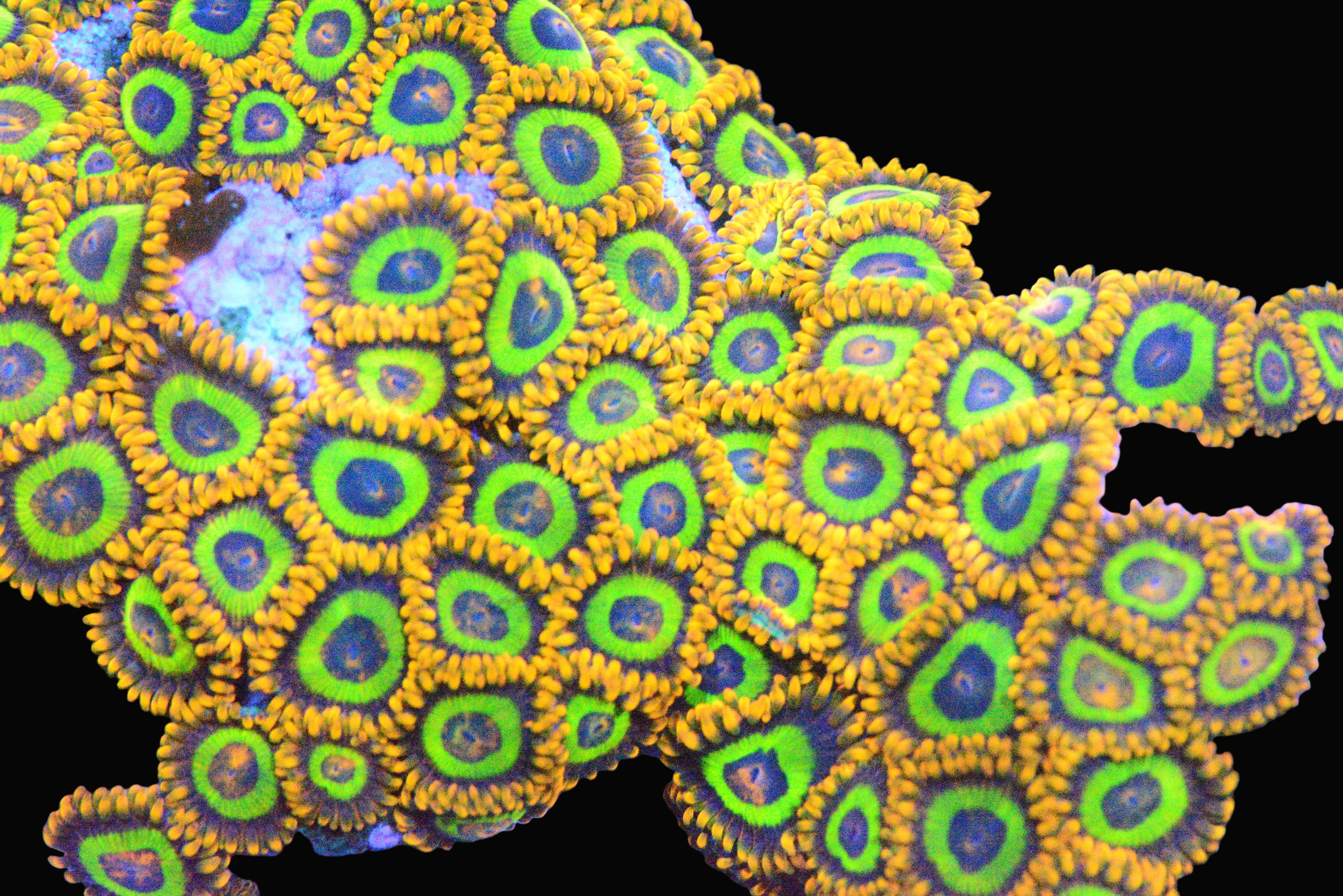 Fruit Loops Zoanthid - Frag – Aquatic Cove