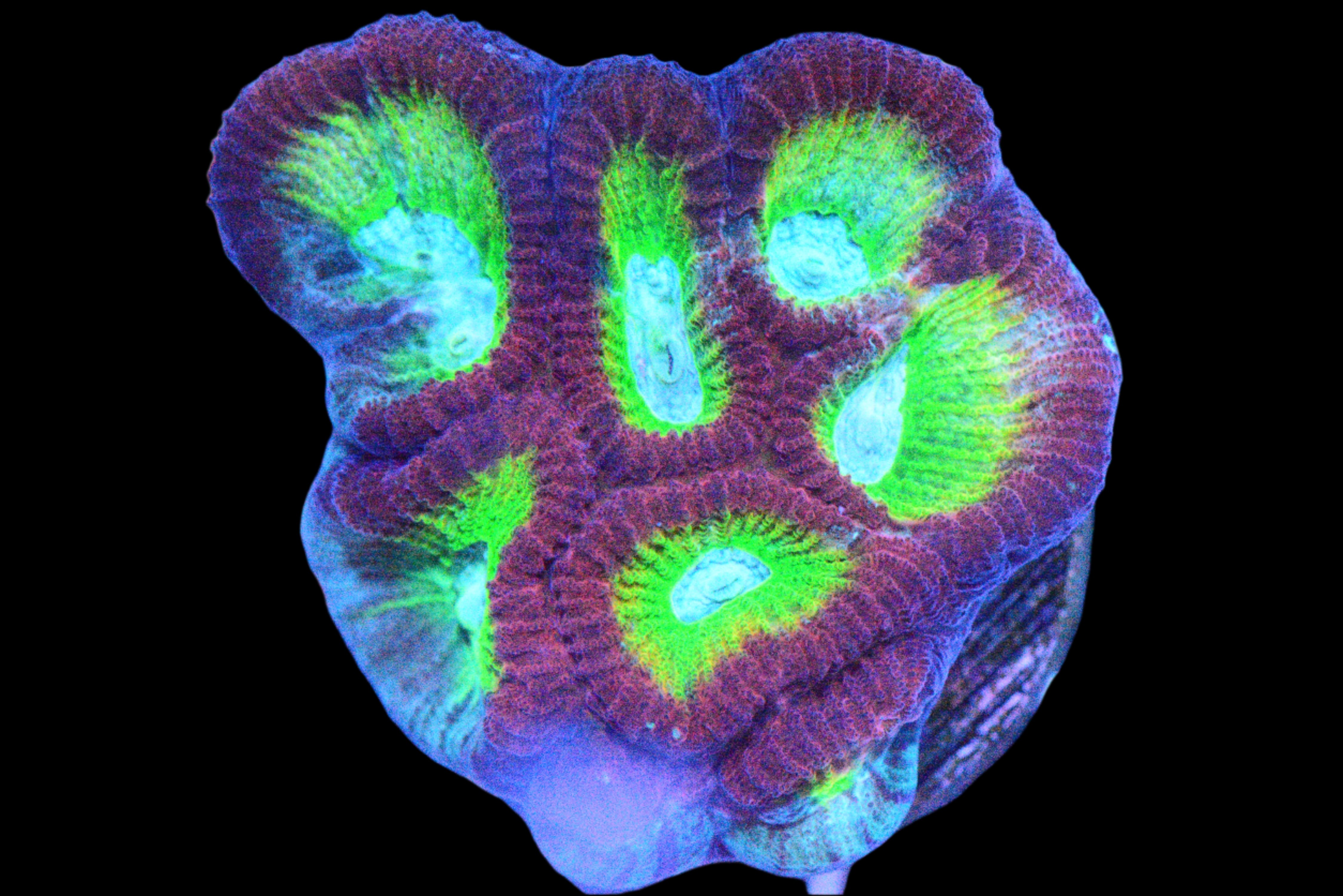 Rainbow Favia Coral - WYSIWYG! – Aquatic Cove