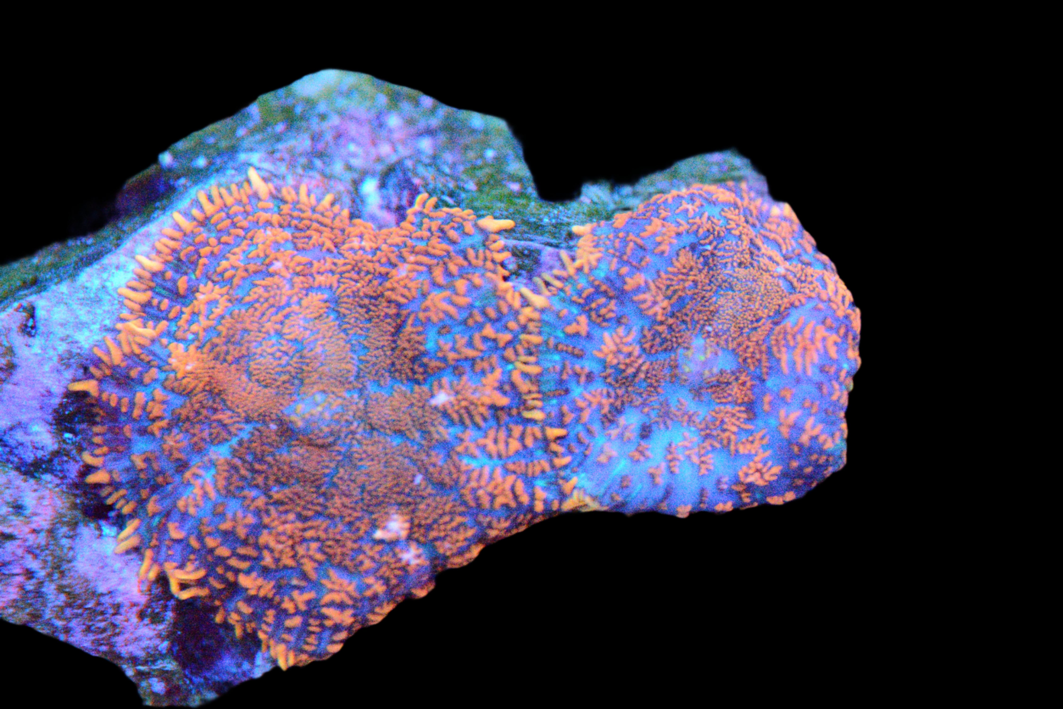 Superman Rhodactis Coral - WYSIWYG! – Aquatic Cove