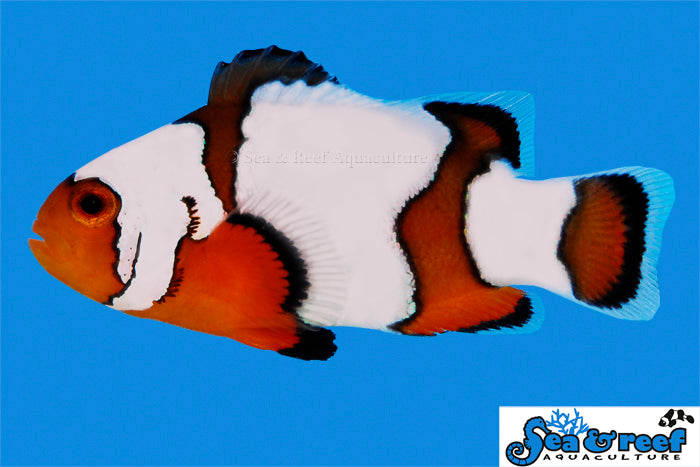 Snowflake Clown – Aquatic Cove