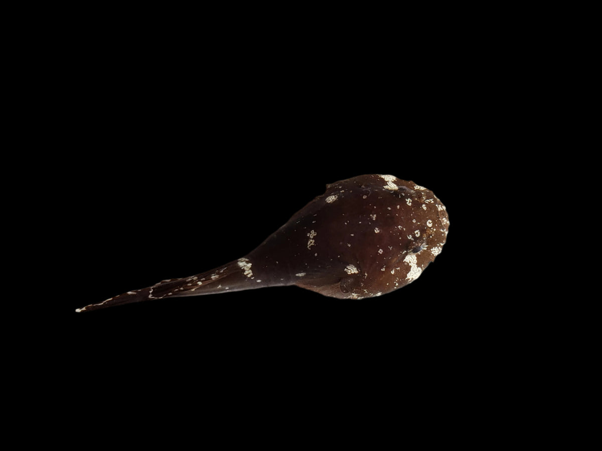 Stippled Clingfish – Aquatic Cove